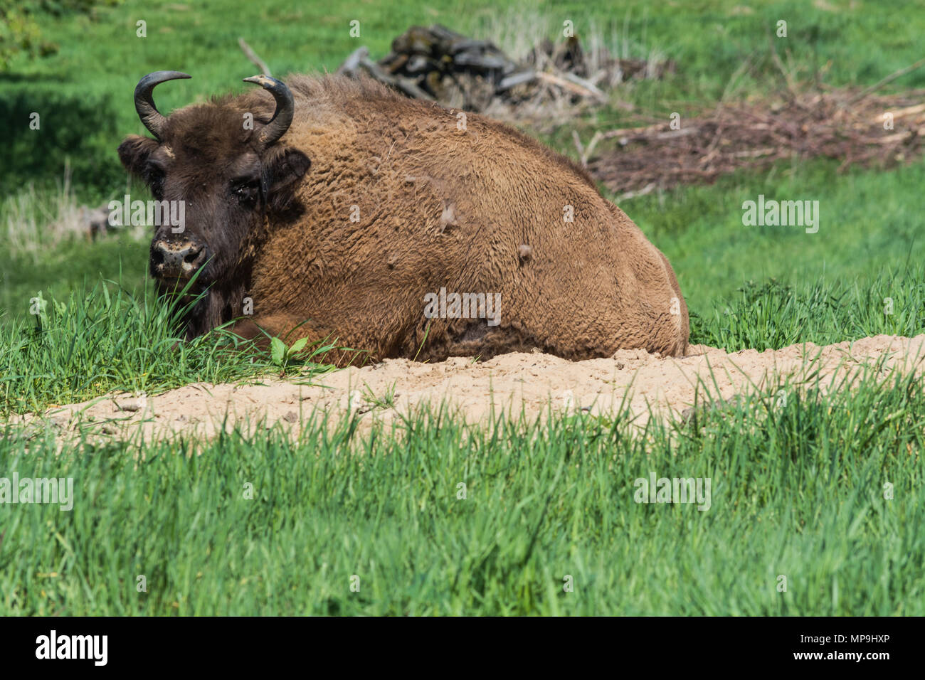 Bison in glacial wild reserve in the Neander Valley in a green meadow ...
