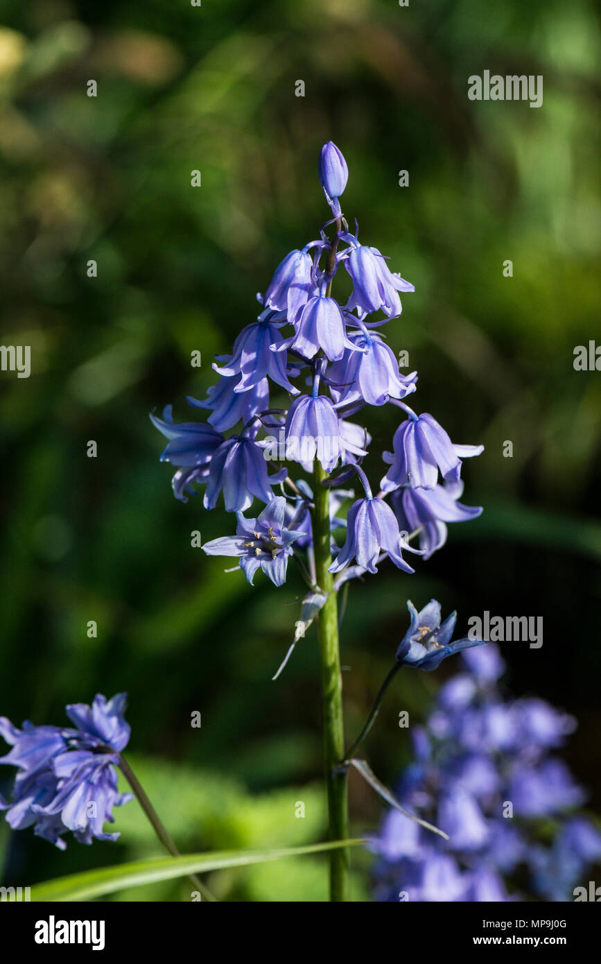 Spanish bluebells (Hyacinthoides hispanica) in flower Stock Photo - Alamy