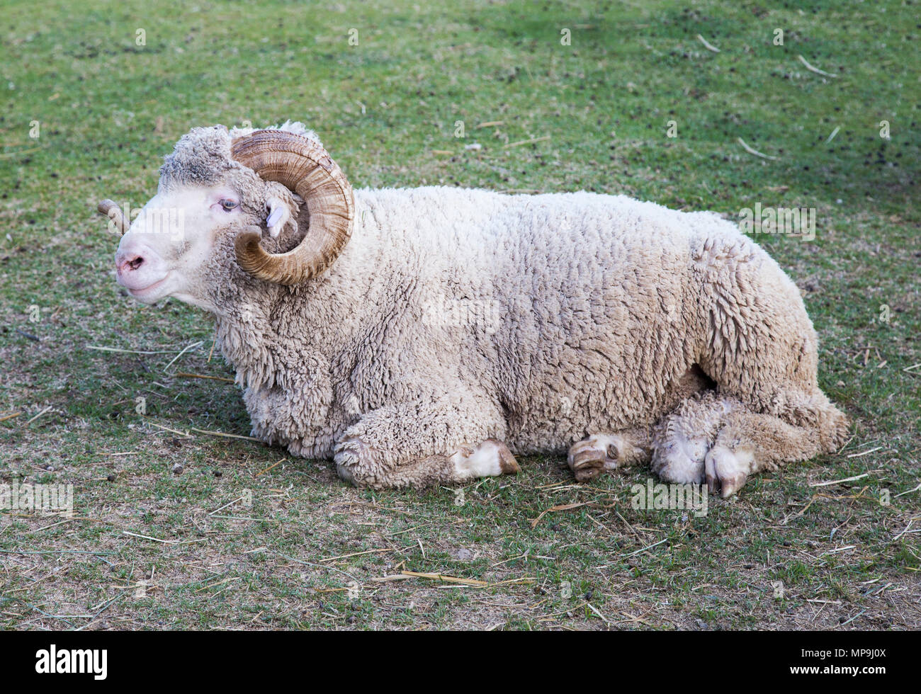 White sheep sitting on the green grass Stock Photo - Alamy