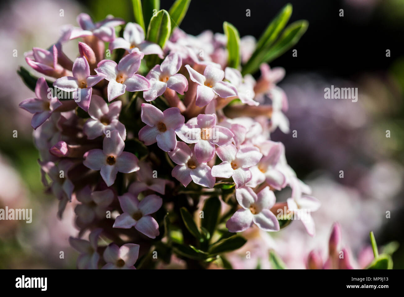 A Daphne shrub in flower in spring Stock Photo - Alamy