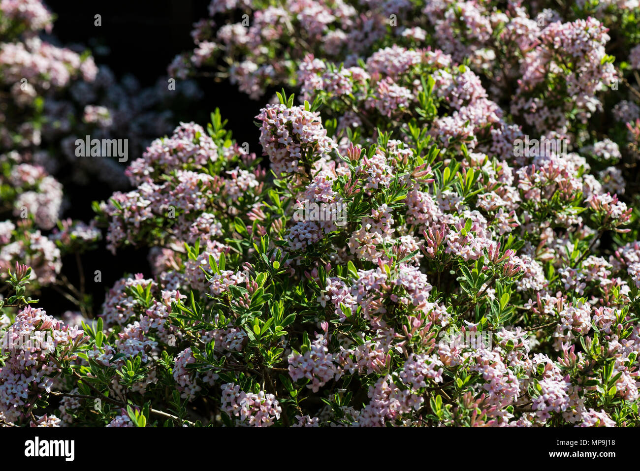 A Daphne shrub in flower in spring Stock Photo - Alamy