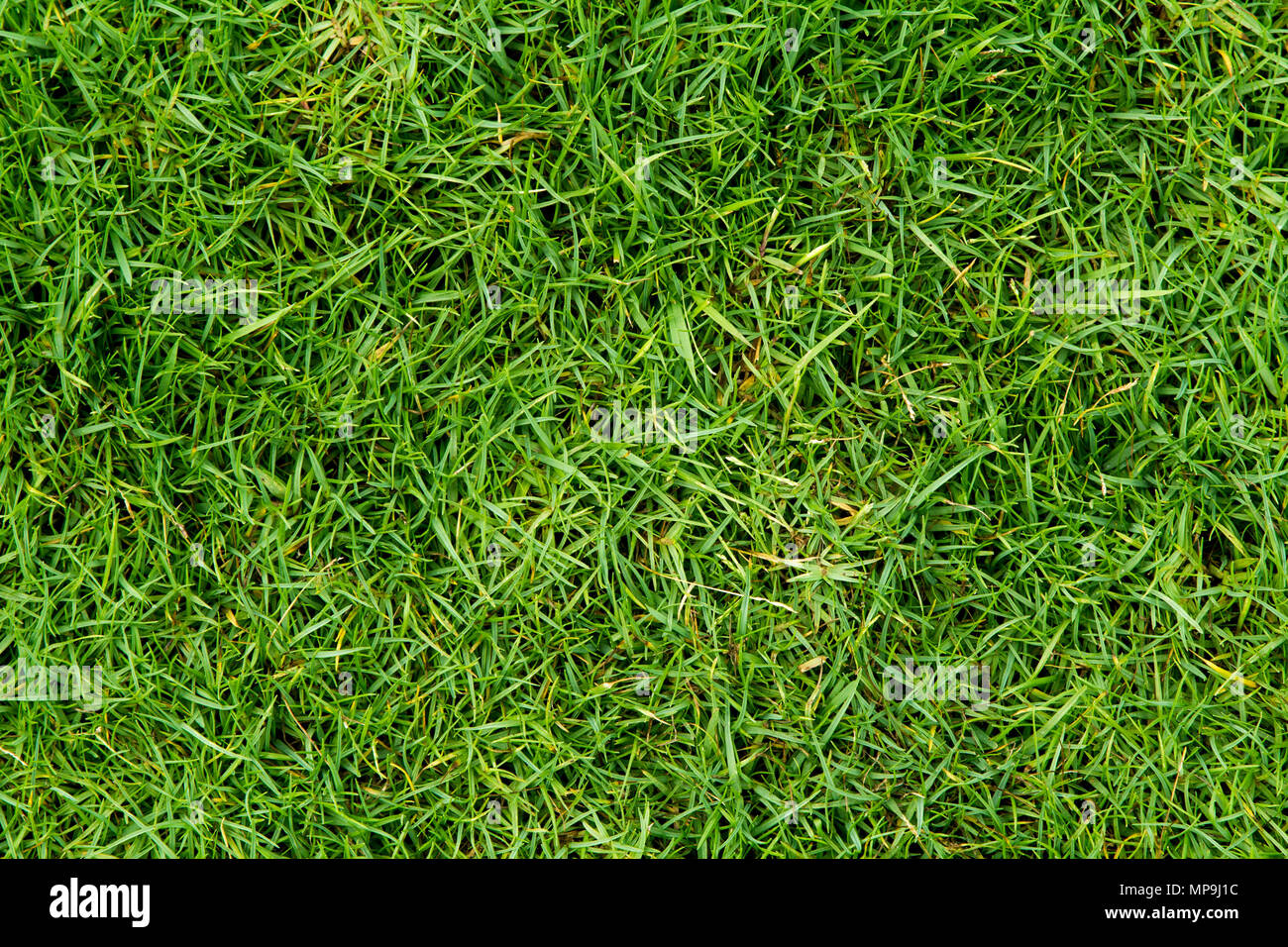 Fresh green grass top view with for background Stock Photo - Alamy