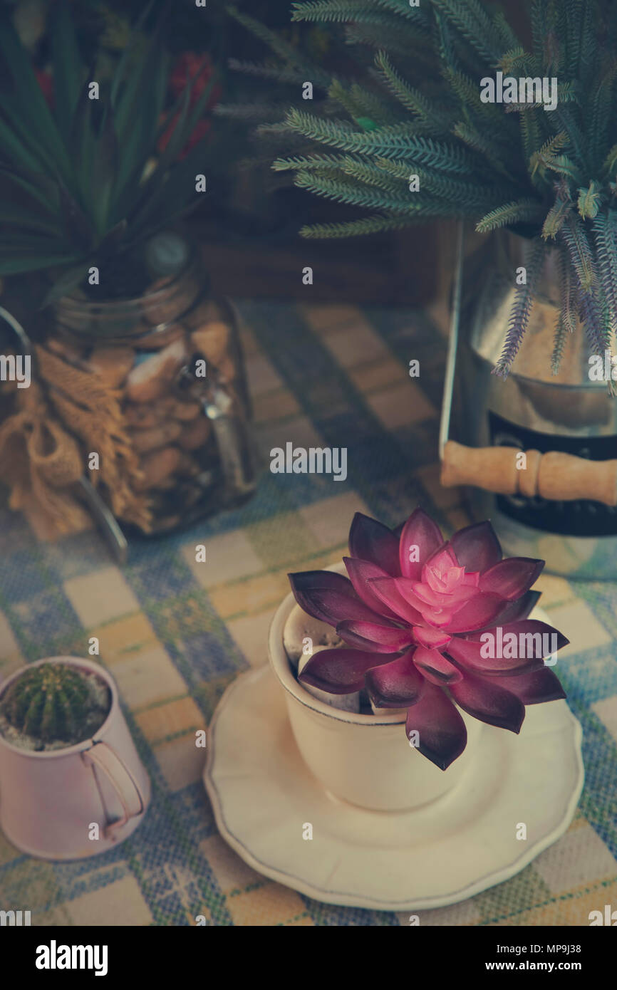 Small succulent plant aeonium in white cup on table Stock Photo - Alamy