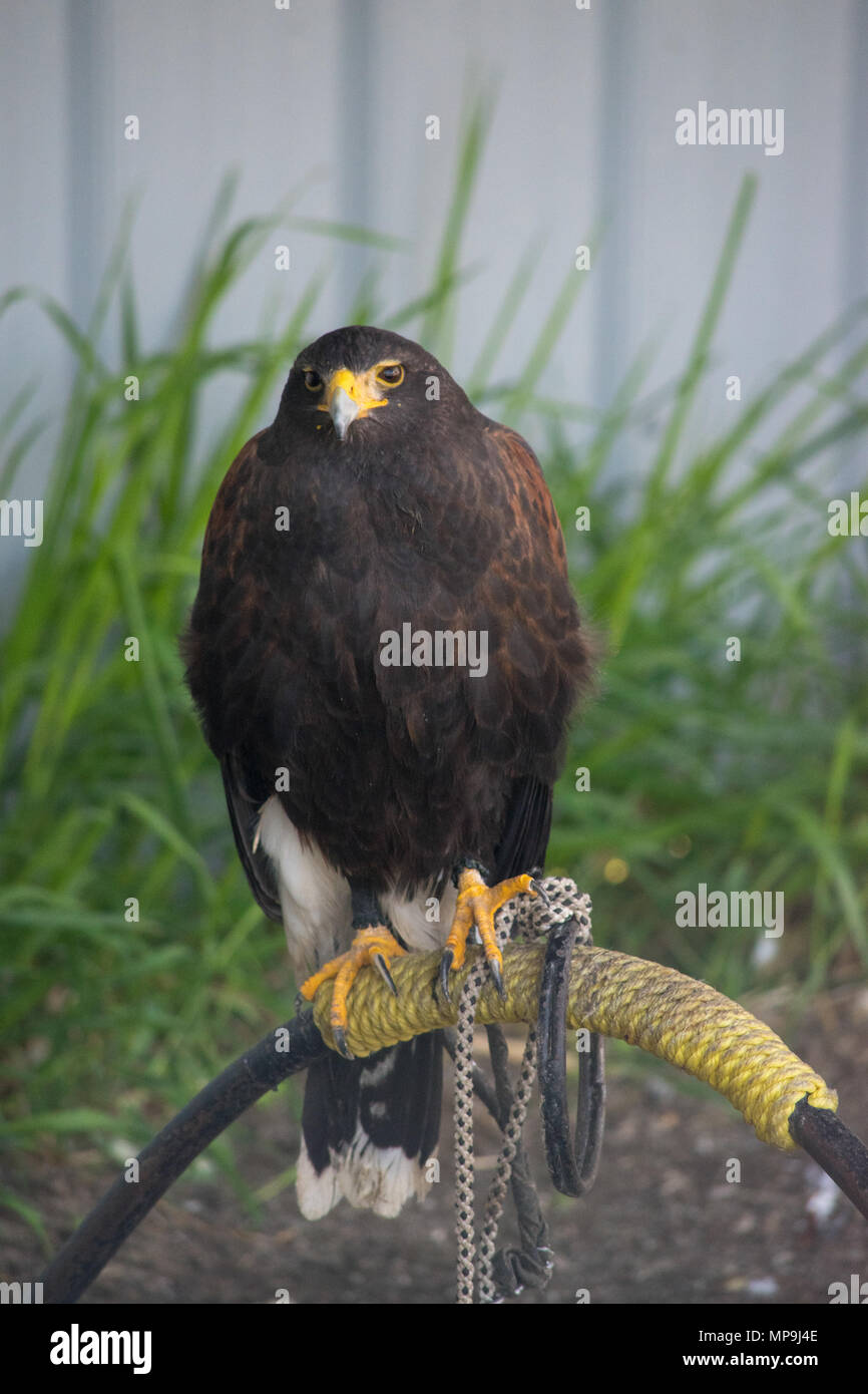Accipitridae family of birds hi-res stock photography and images - Alamy