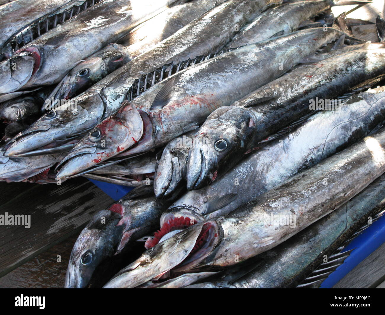 Mackerel fishing scotland hi-res stock photography and images - Alamy
