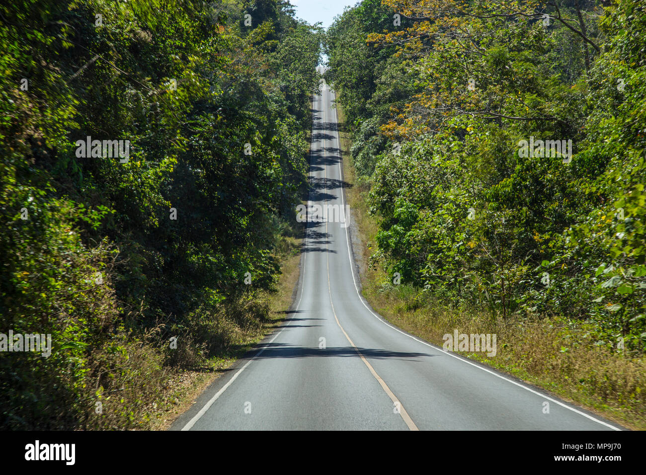 Asphalt road in forest hi-res stock photography and images - Alamy