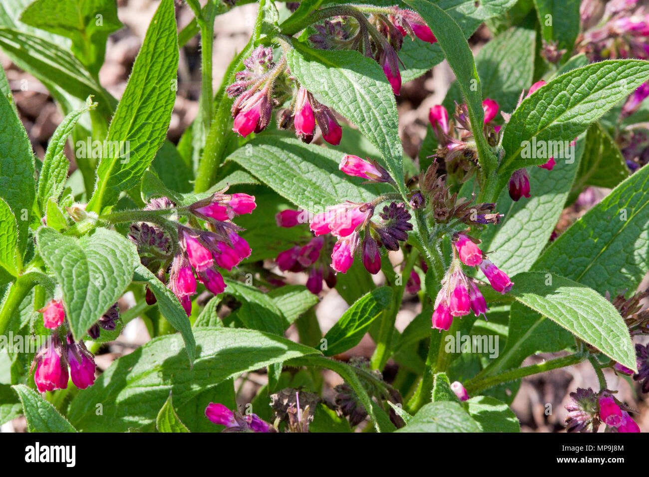 Rubrum flower hi-res stock photography and images - Alamy