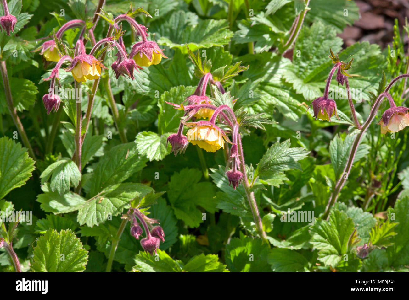 Poco color hi-res stock photography and images - Alamy