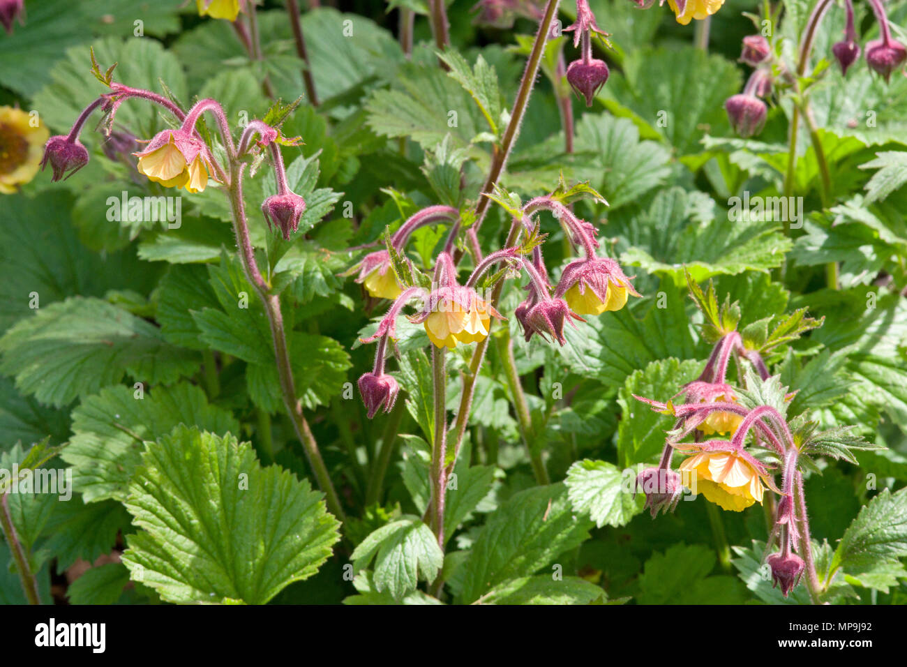 Poco color hi-res stock photography and images - Alamy