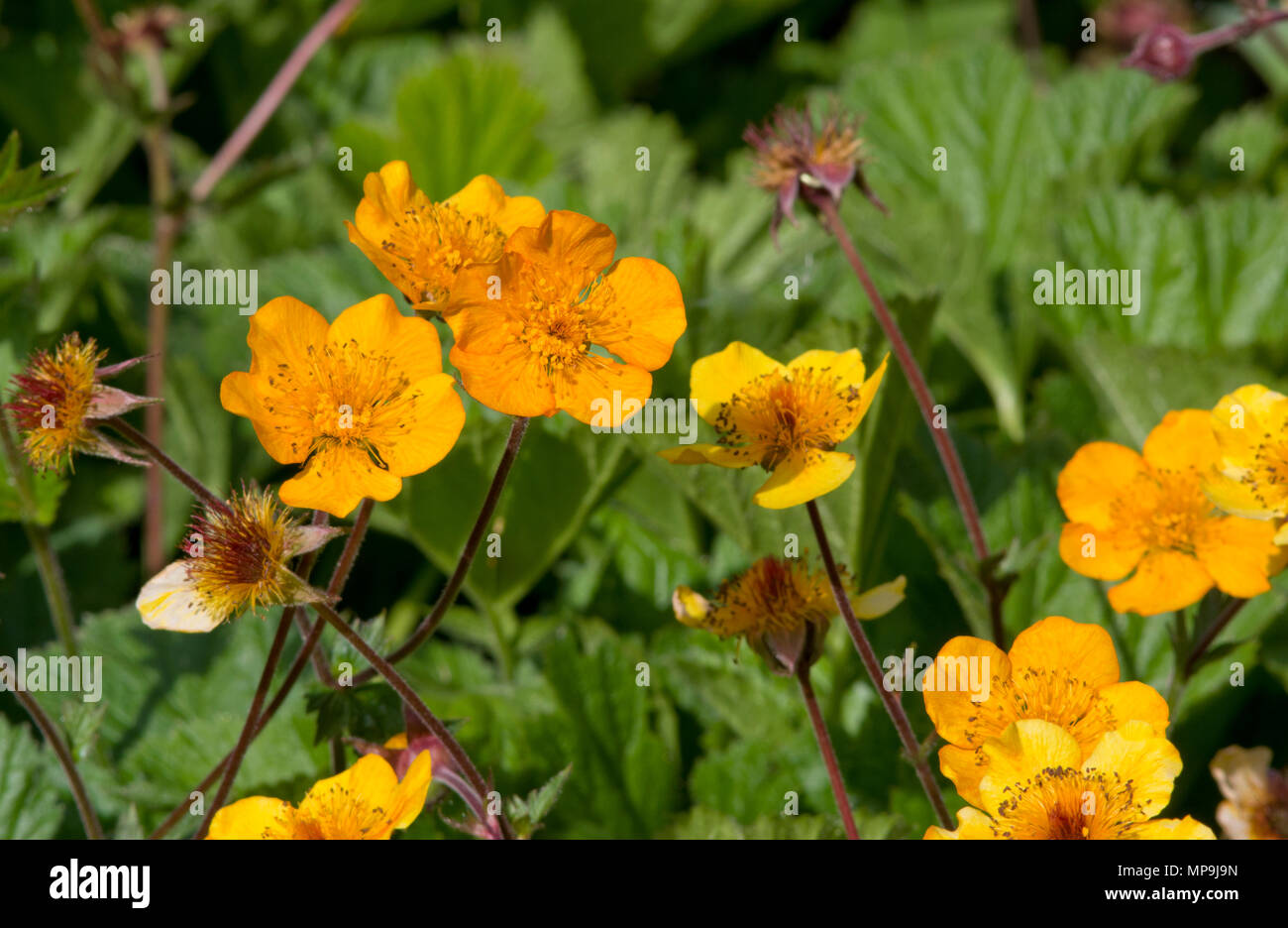 Geum chiloense hi-res stock photography and images - Alamy
