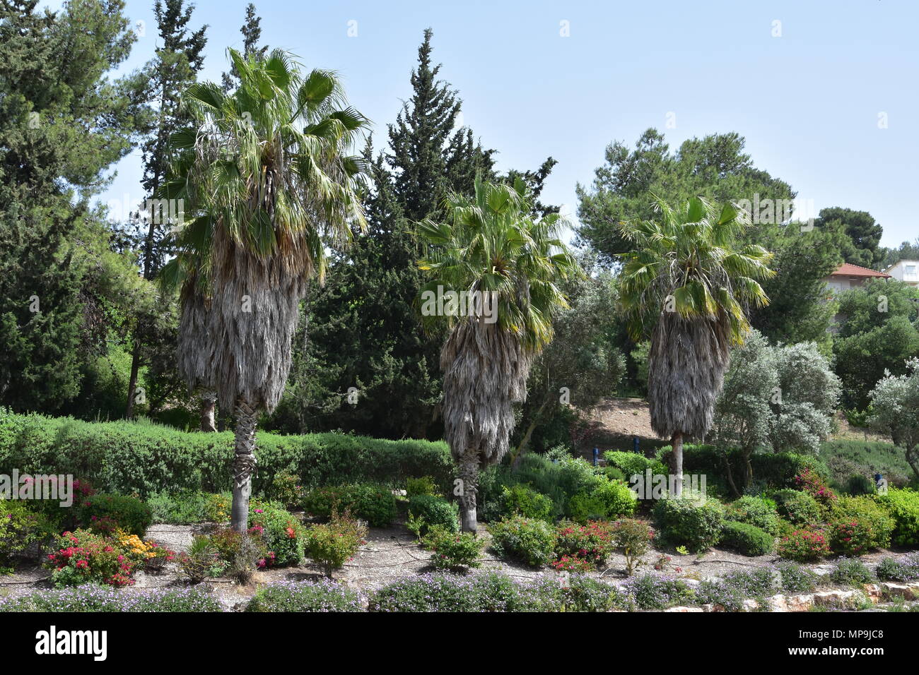 Israel palm trees hi-res stock photography and images - Alamy