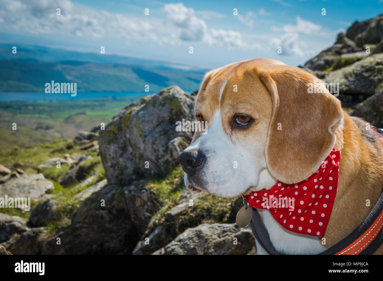 Dog at the top of a mountain hi-res stock photography and images - Alamy