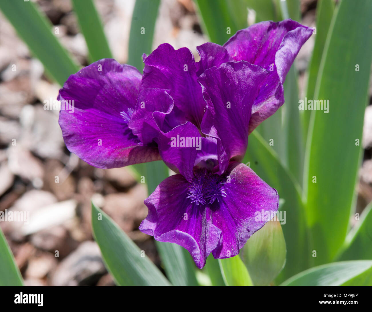 Purple standard hi-res stock photography and images - Alamy