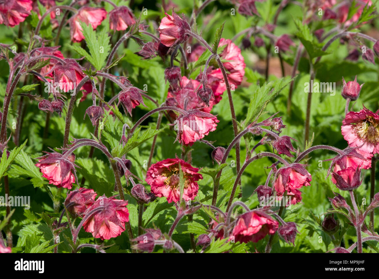 Geum Bell Bank Stock Photo - Alamy