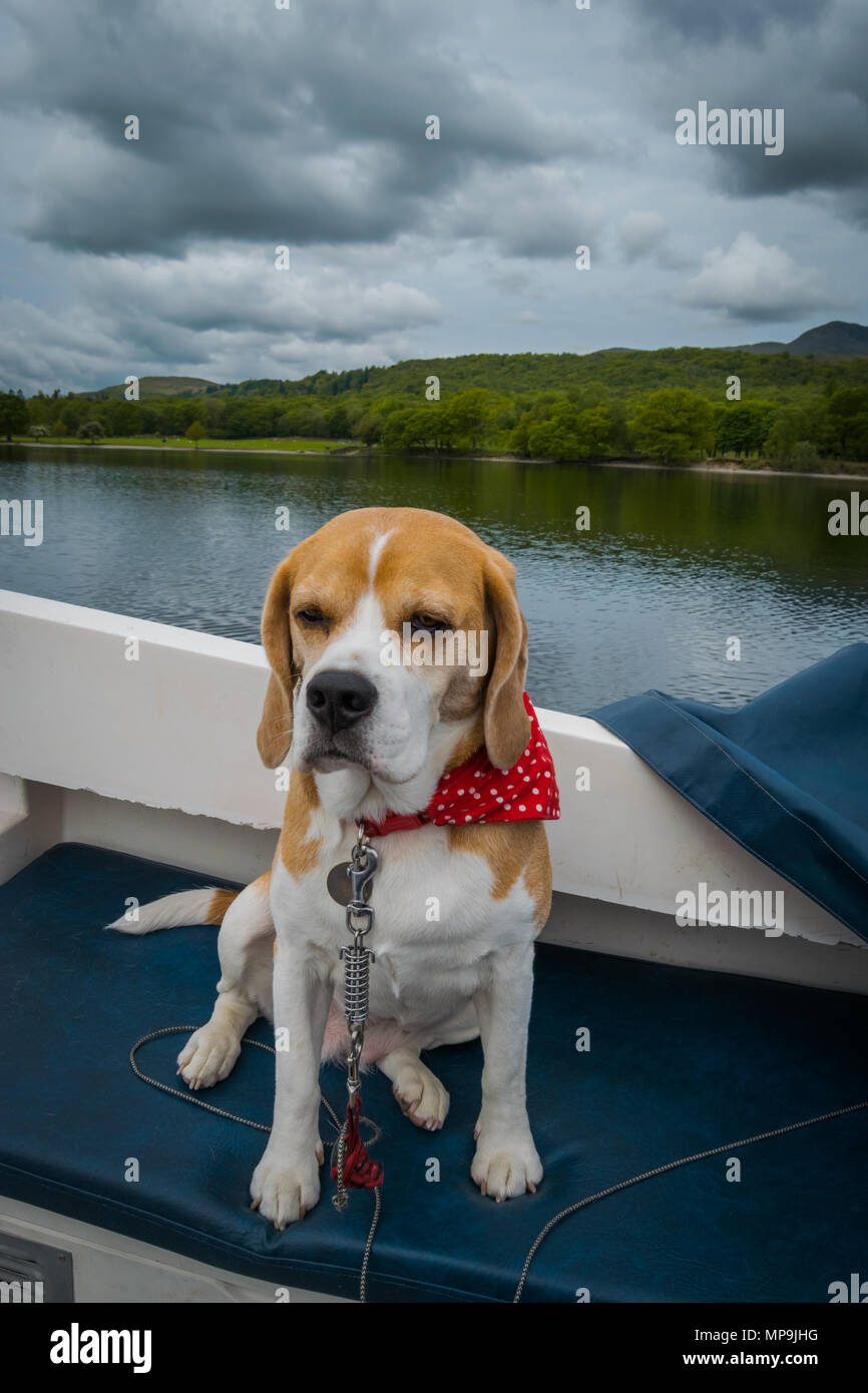 Grumpy beagle hi-res stock photography and images - Alamy