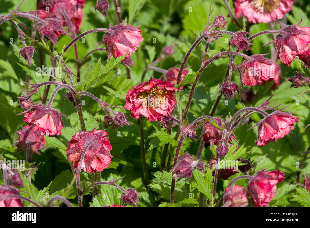 Geum Bell Bank Stock Photo - Alamy
