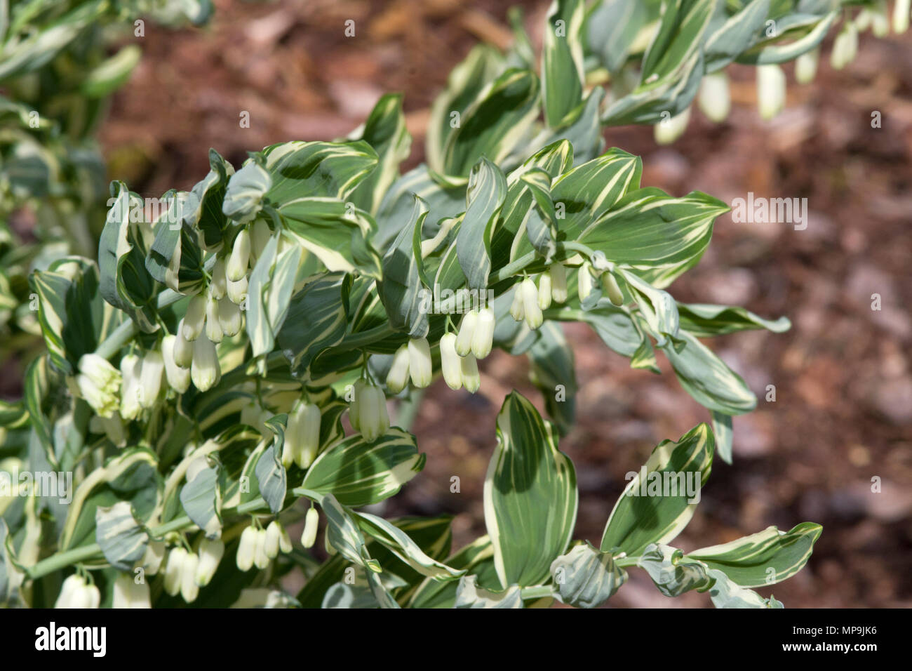 Multiflorum variegatum hi-res stock photography and images - Alamy