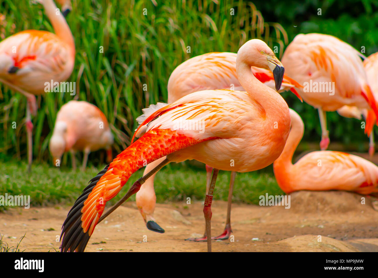 Flamingo colors hi-res stock photography and images - Alamy