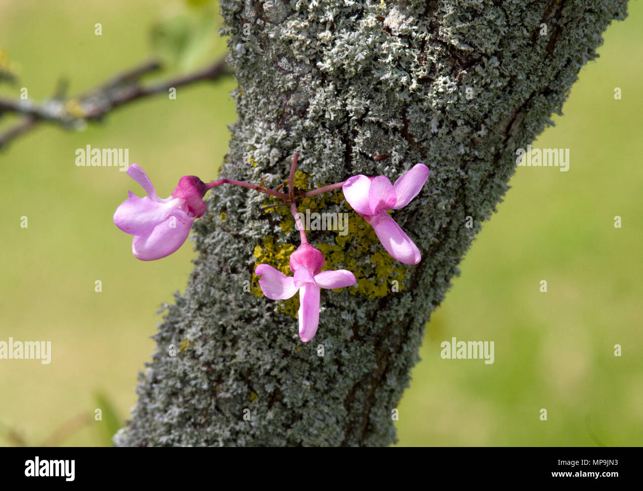Cercis siliquastrum Judas tree Stock Photo - Alamy