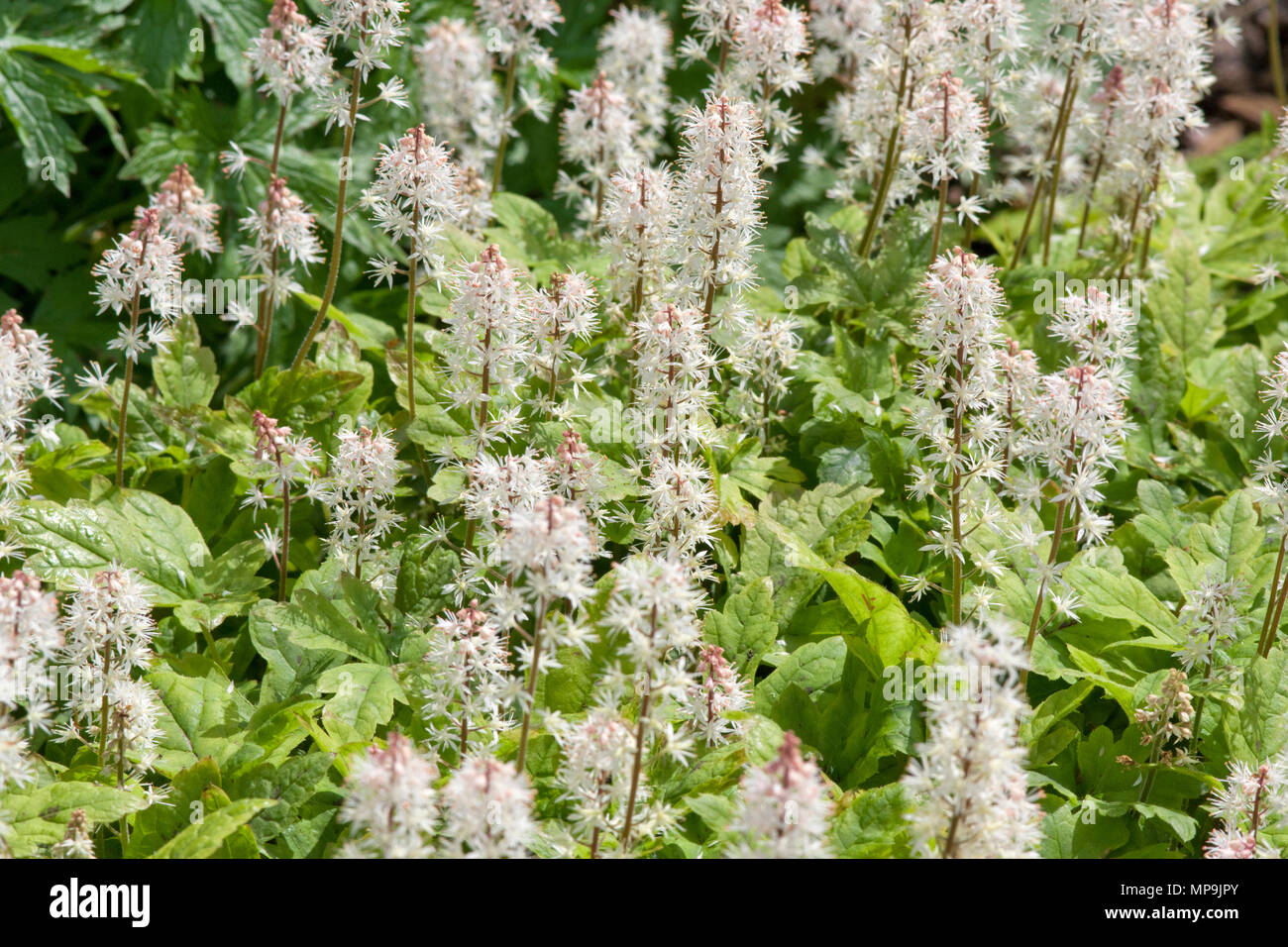 Tiarella hi-res stock photography and images - Alamy