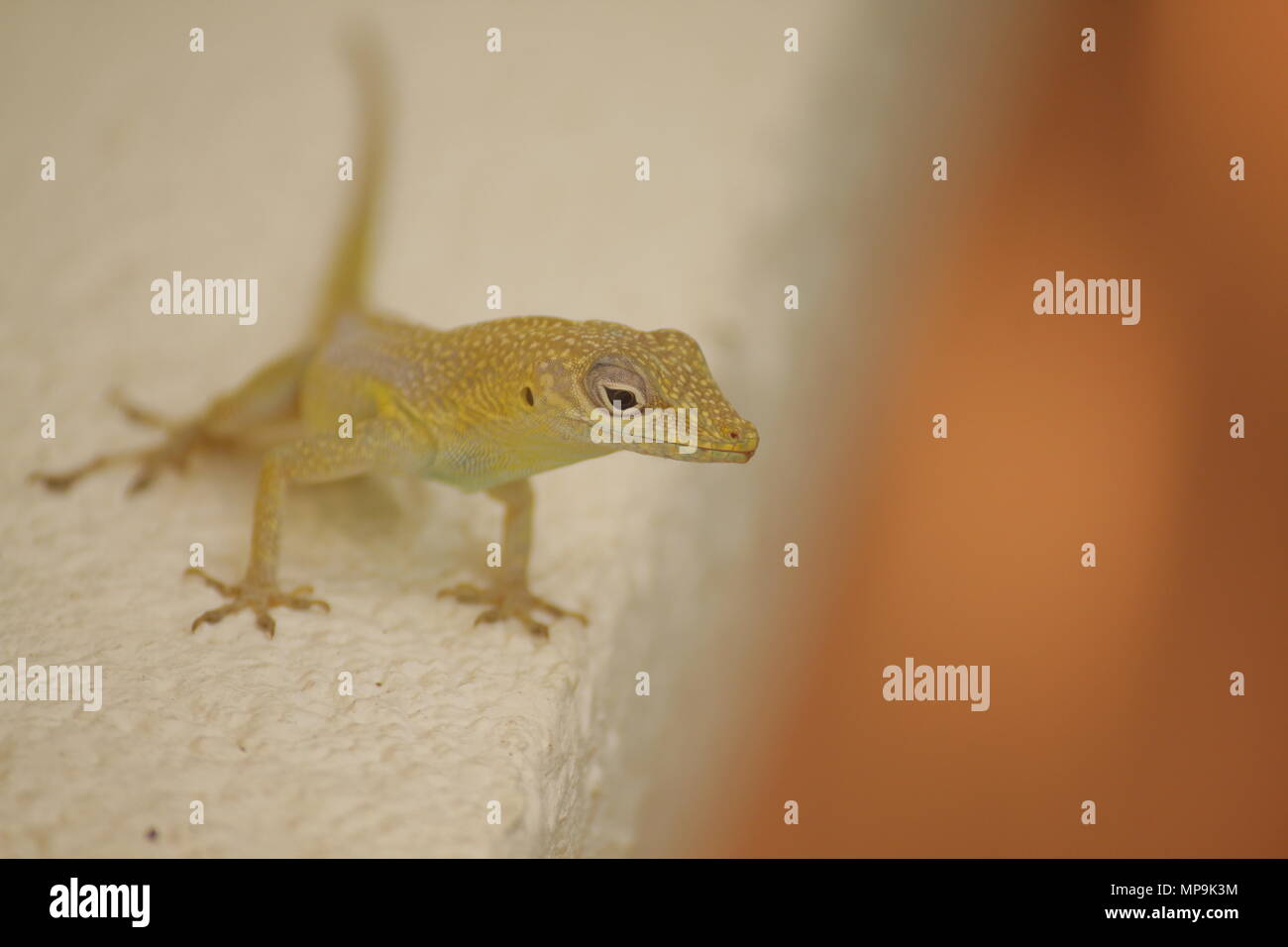 lizard on a window sill Stock Photo - Alamy