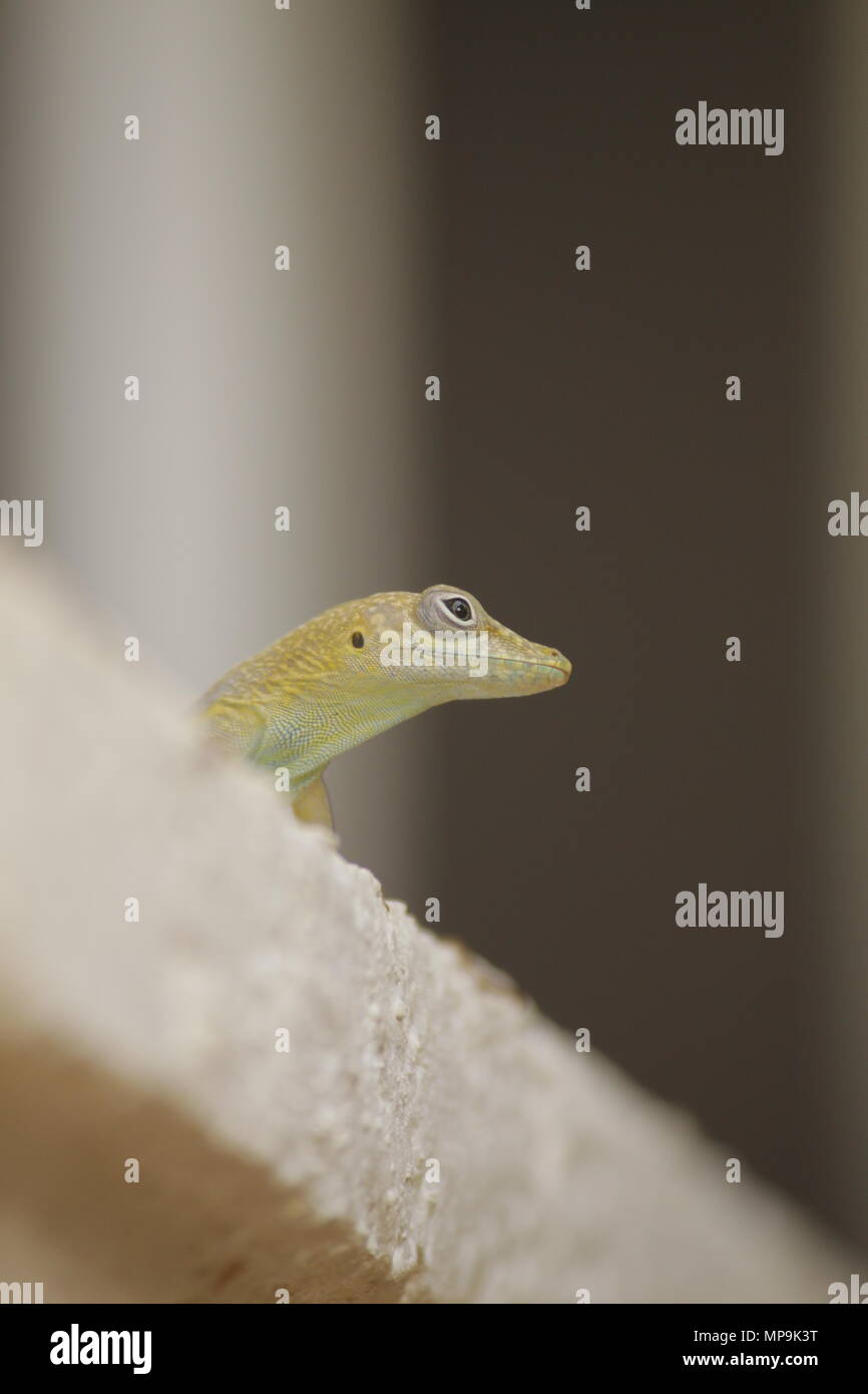 small lizard on a window sill Stock Photo - Alamy
