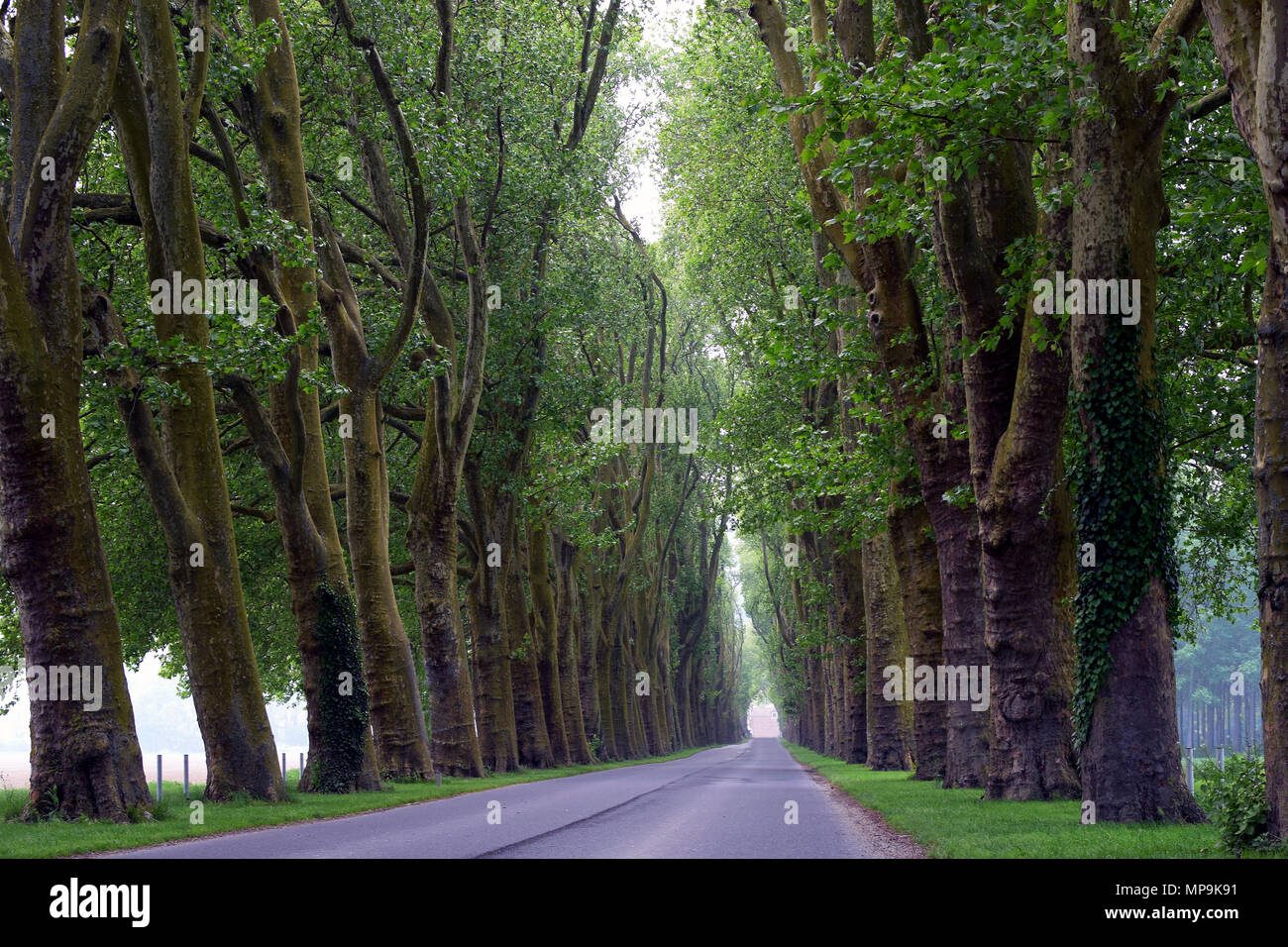 Beautiful tree-lined road Stock Photo - Alamy
