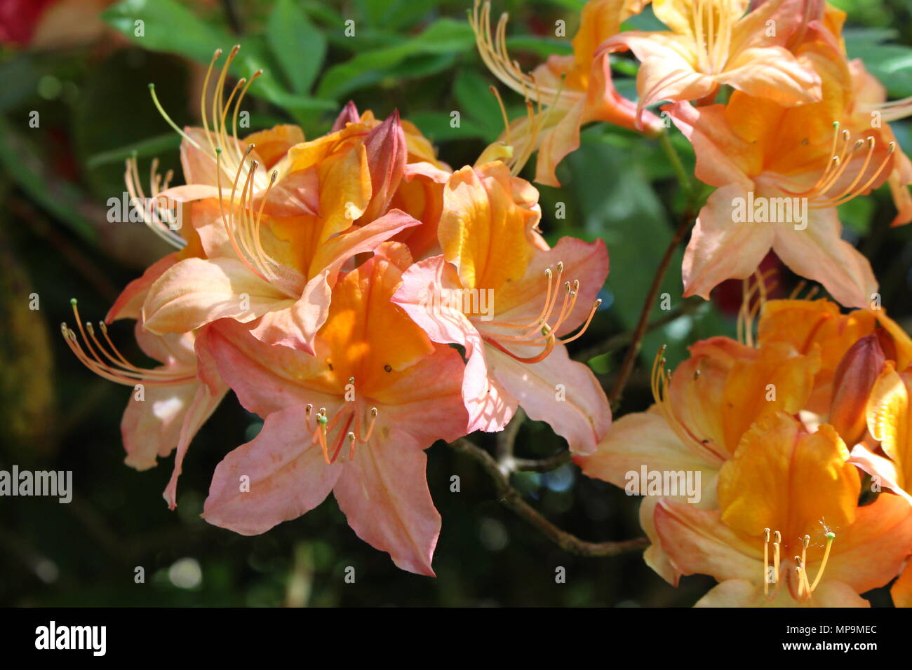 Rhododendron bushes in full bloom, orange and peach colours Stock Photo ...