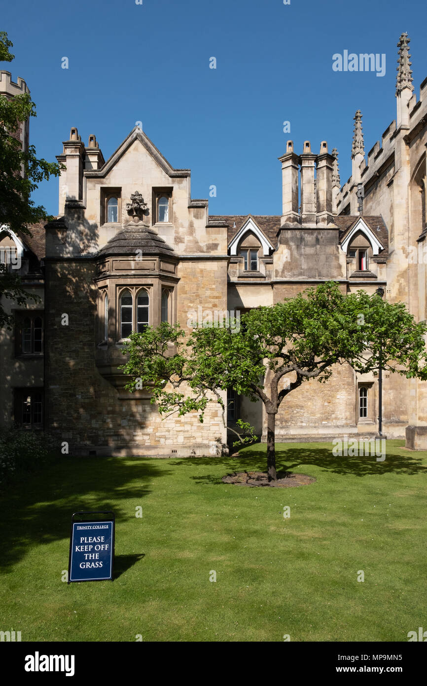 Newtons apple tree trinity college hi-res stock photography and images ...