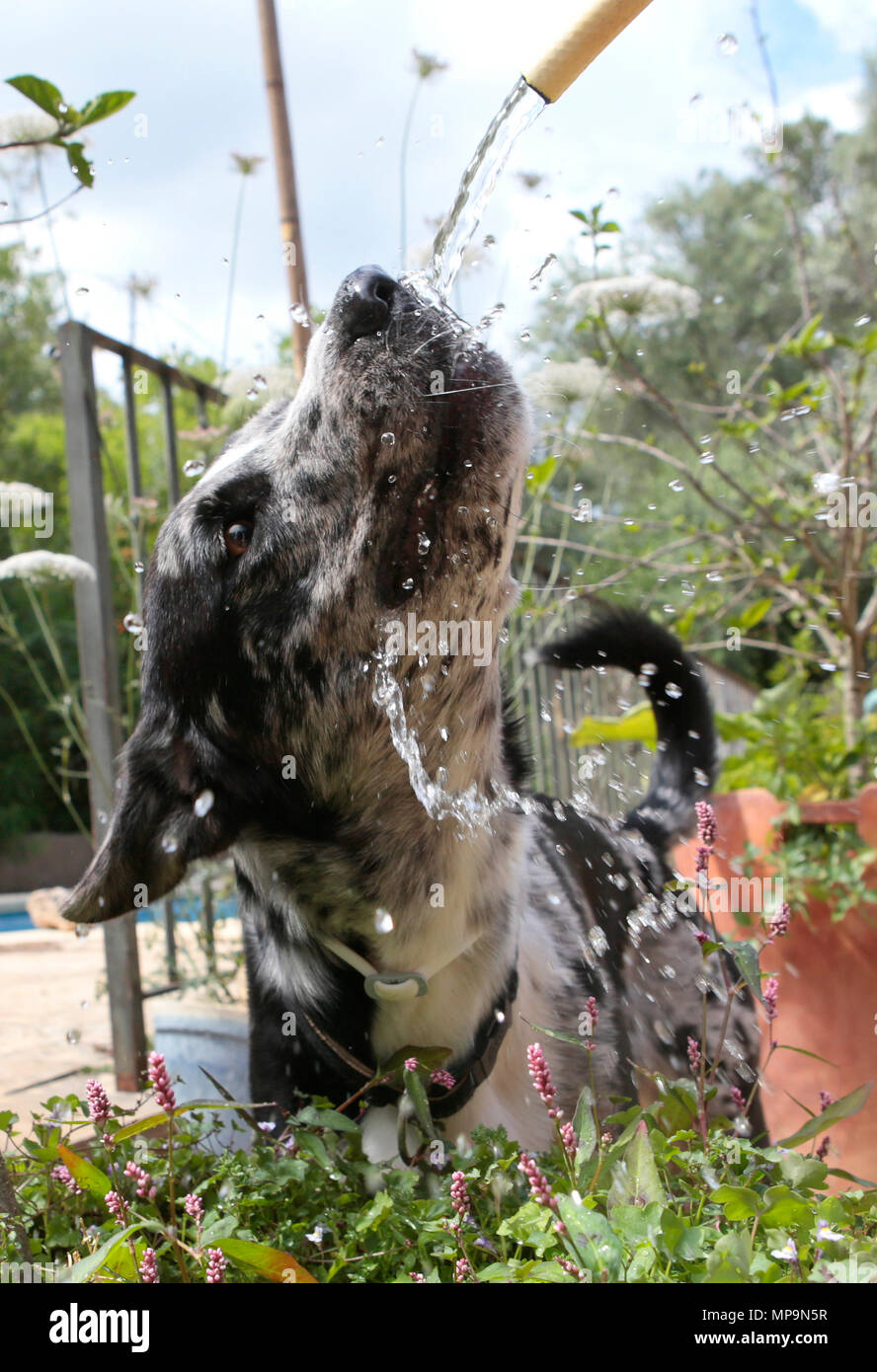 A shepherd Dog plays with a water jet from a hose during a high ...