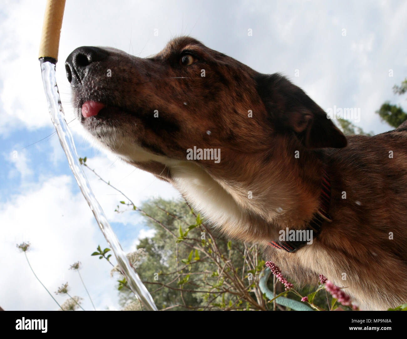 A shepherd Dog plays with a water jet from a hose during a high ...