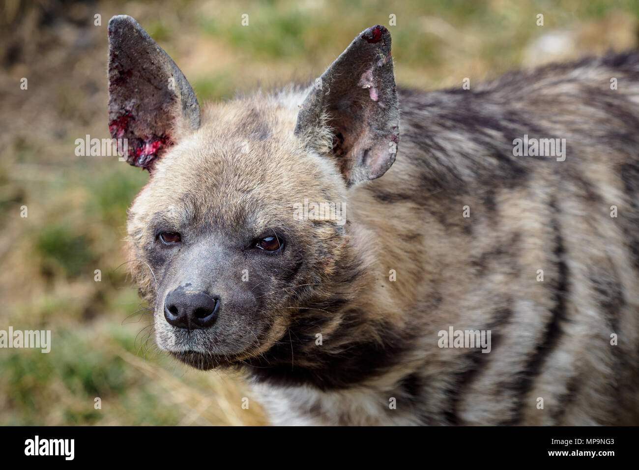 A wounded hyena. Striped hyena (Hyaena hyaena sultana Stock Photo - Alamy