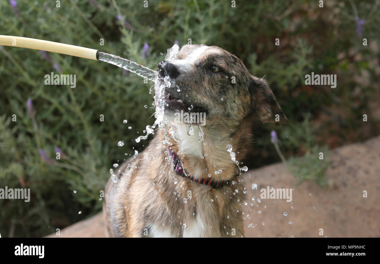 A shepherd Dog plays with a water jet from a hose during a high ...