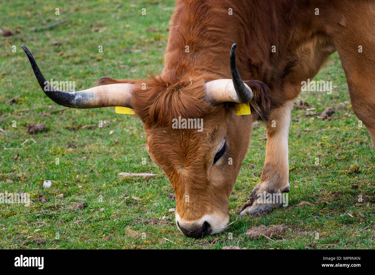 Brown bull eating grass.(Bos primigenius taurus Stock Photo - Alamy