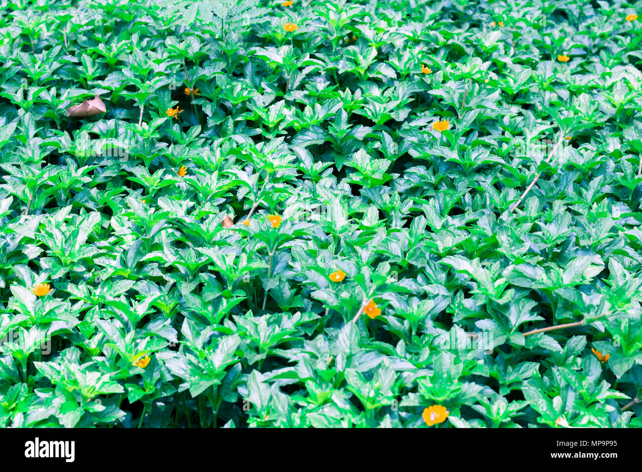 Small leaves to creative texture and pattern for design and decoration ...