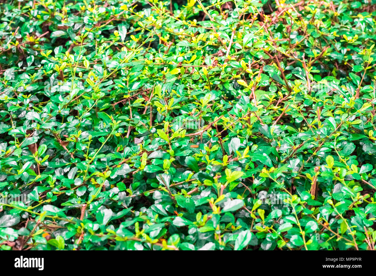 Small leaves to creative texture and pattern for design and decoration ...