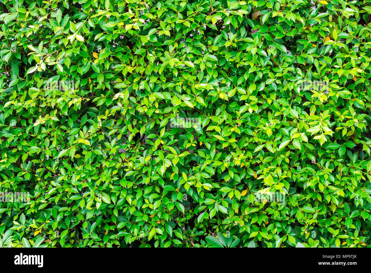 Small leaves to creative texture and pattern for design and decoration ...