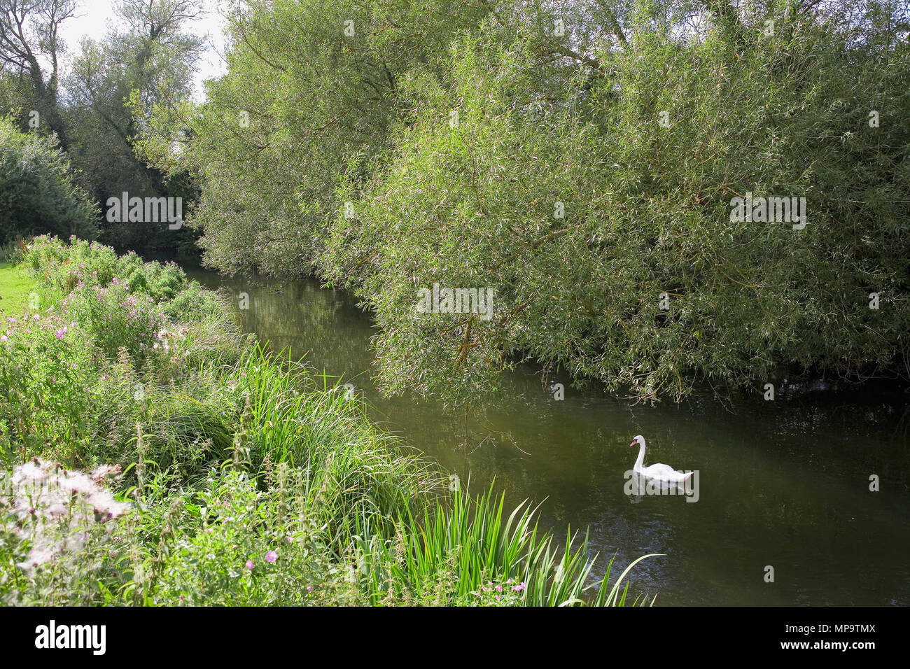 Chalk stream england hi-res stock photography and images - Alamy