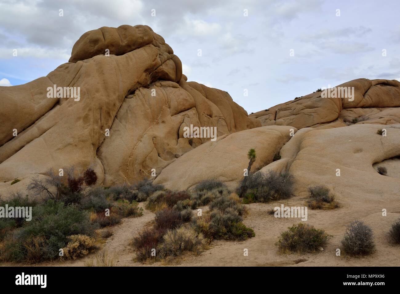Monzogranite rock with Aplitic Vein, Jumbo Rocks campground, Joshua ...