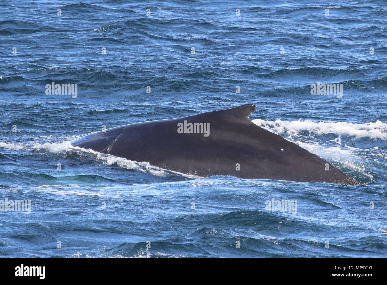 Humpback whales feeding Stock Photo - Alamy