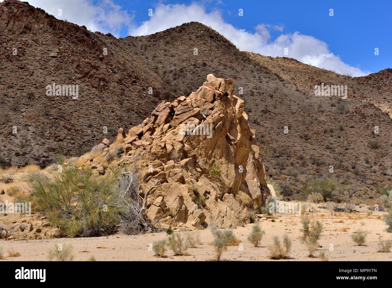 Palo Verde tree, Parkinsonia florida, Cercidium floridum, Monzogranite ...