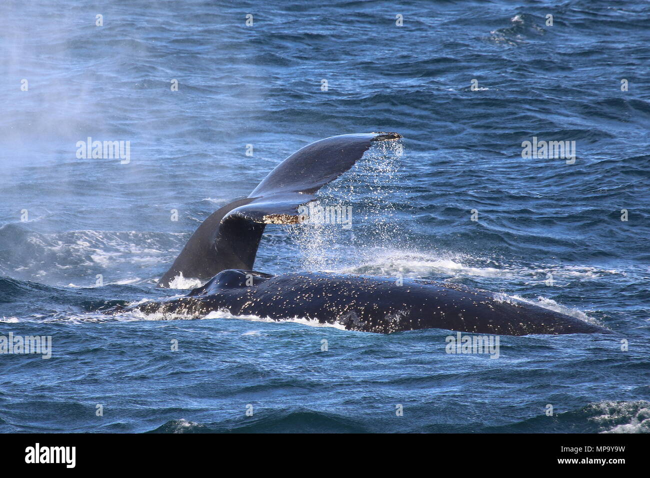 Humpback whales feeding Stock Photo - Alamy