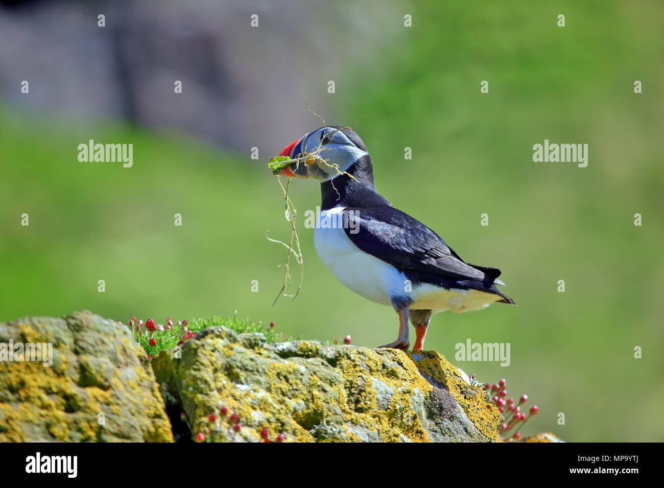 Puffin gathering nesting materials Stock Photo - Alamy