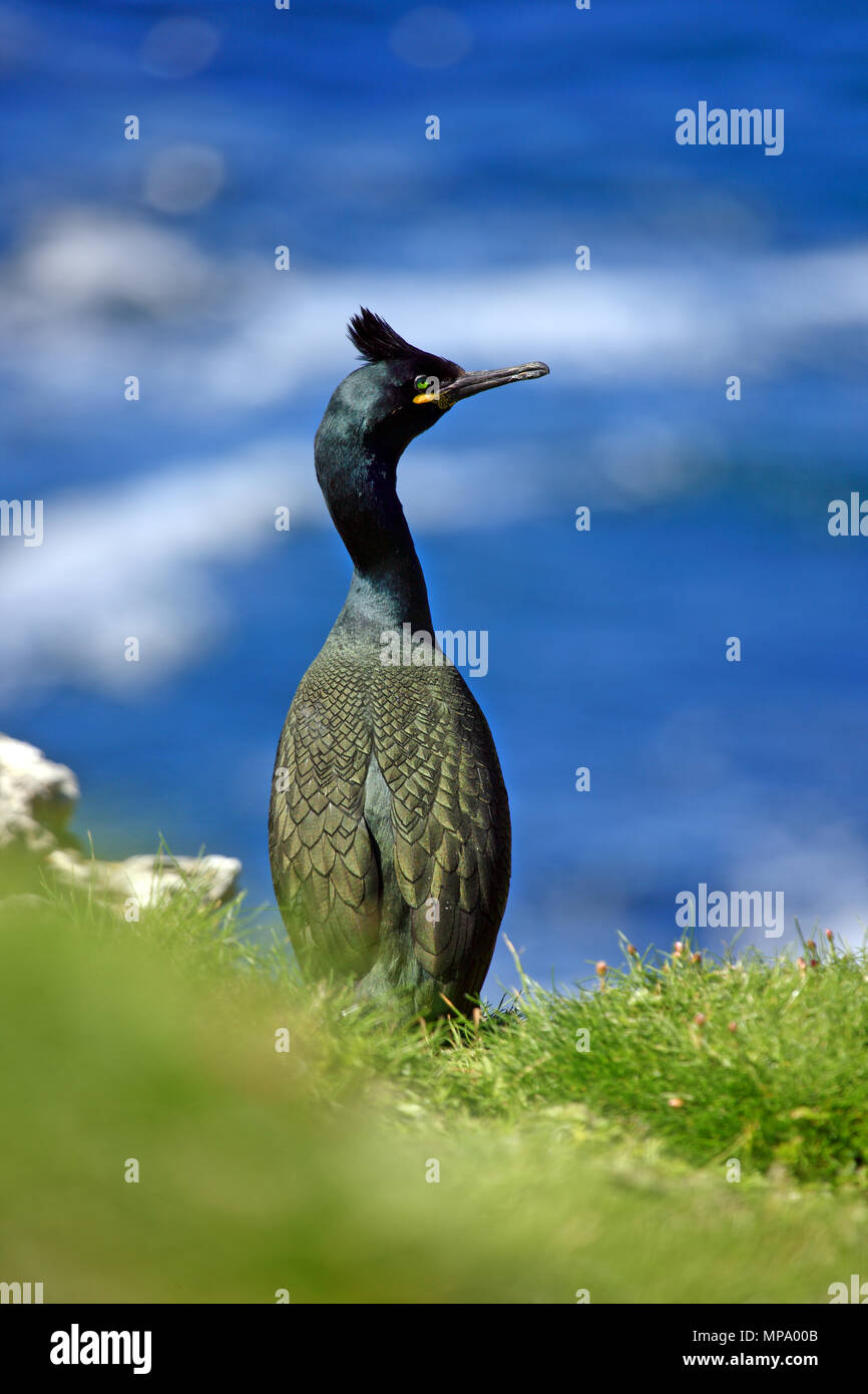 Shag bird hi-res stock photography and images - Alamy