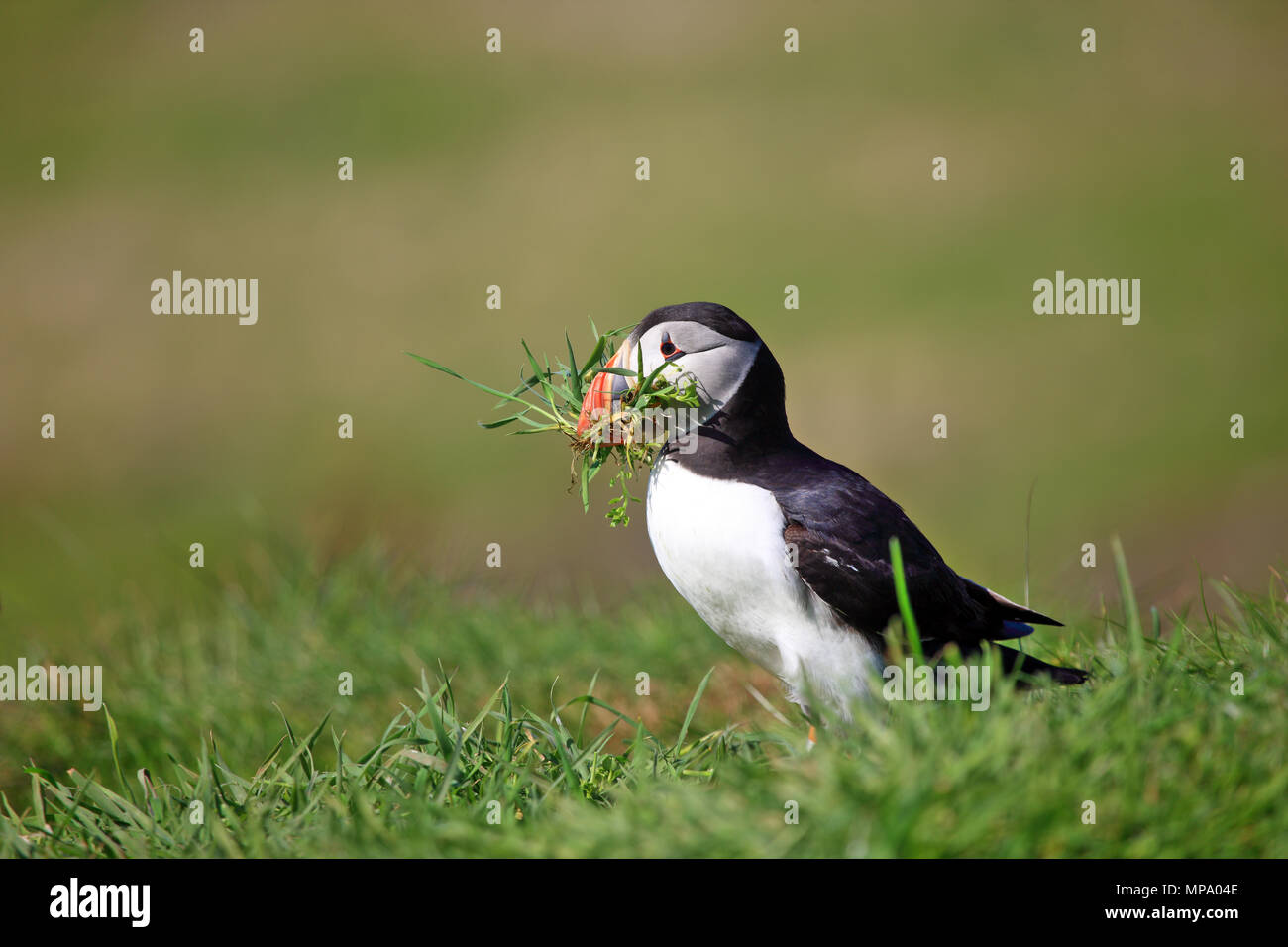 Atlantic puffin nest hi-res stock photography and images - Alamy