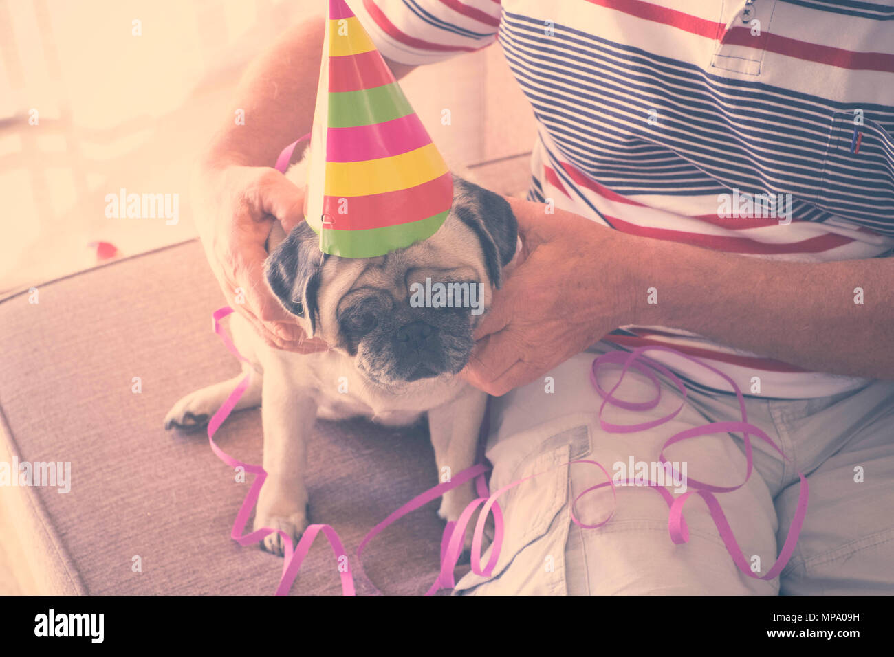 Masked pug puppy with colorful cap and streamers. Sitting on the couch ...