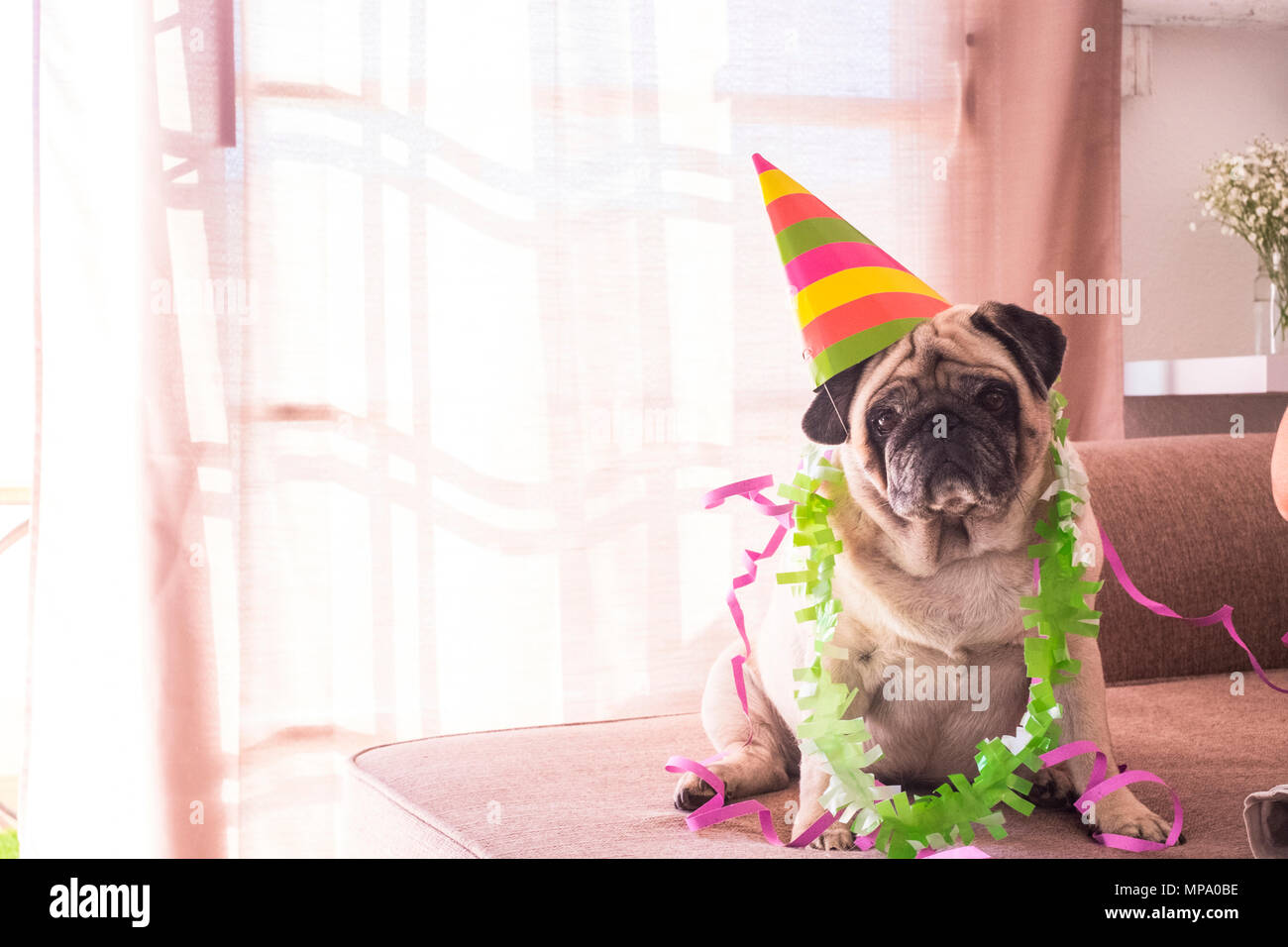 pug puppy sitting on the sofa with cap and streamers looks Stock Photo ...
