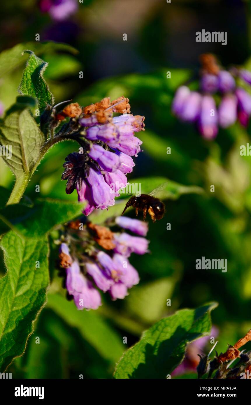 Comfrey fertilizer garden hi-res stock photography and images - Alamy