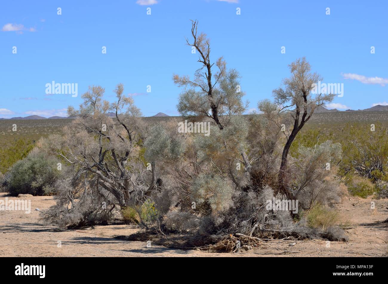 Smoke Trees, Dalea spinosa, Smoke Tree Wash, Joshua Tree National Park ...