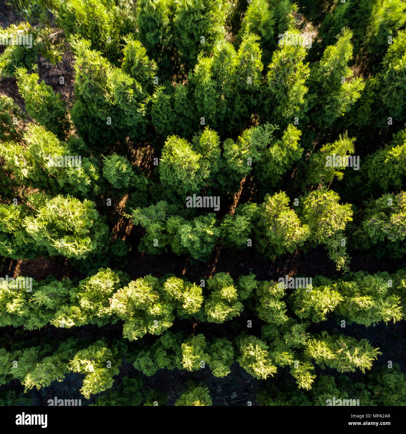 Aerial view of deciduous trees in the spring. Drone photograph Stock ...